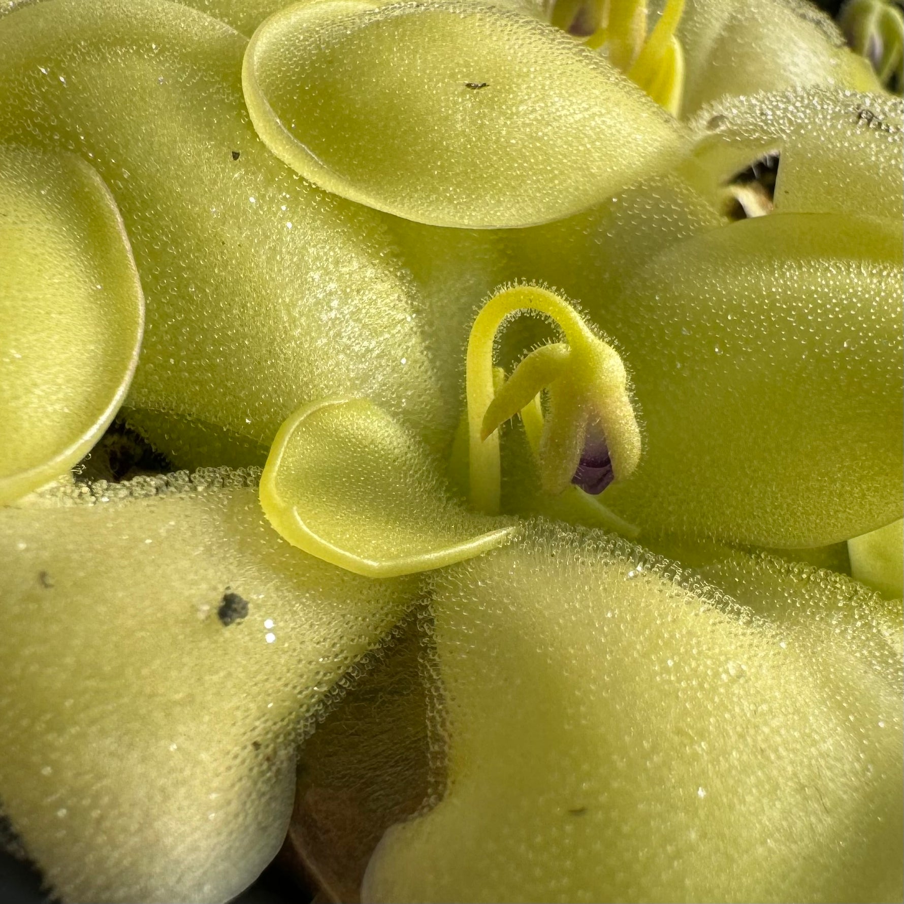 Sundews (Drosera) – California Carnivores