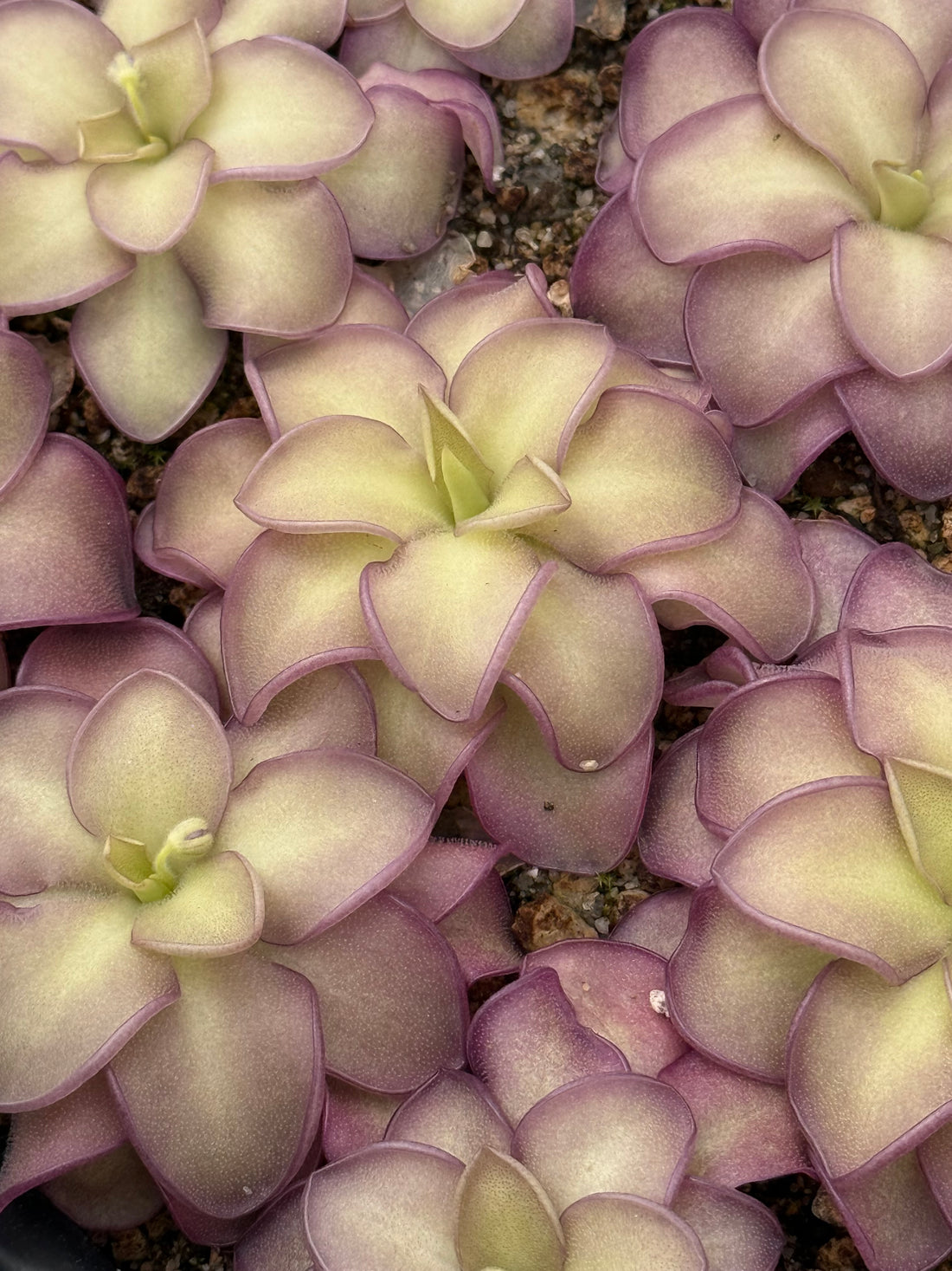 Sun Pitchers (Heliamphora) Growing Tips – California Carnivores