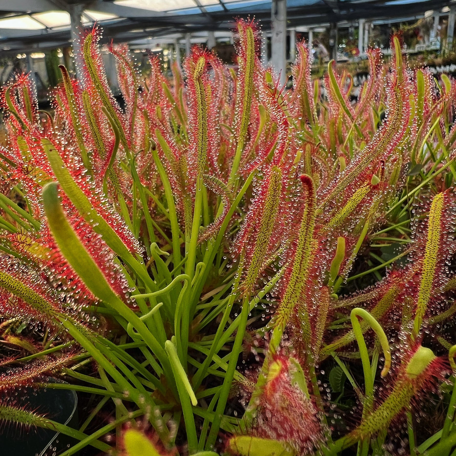Winter Growing Sundews (Drosera) – California Carnivores