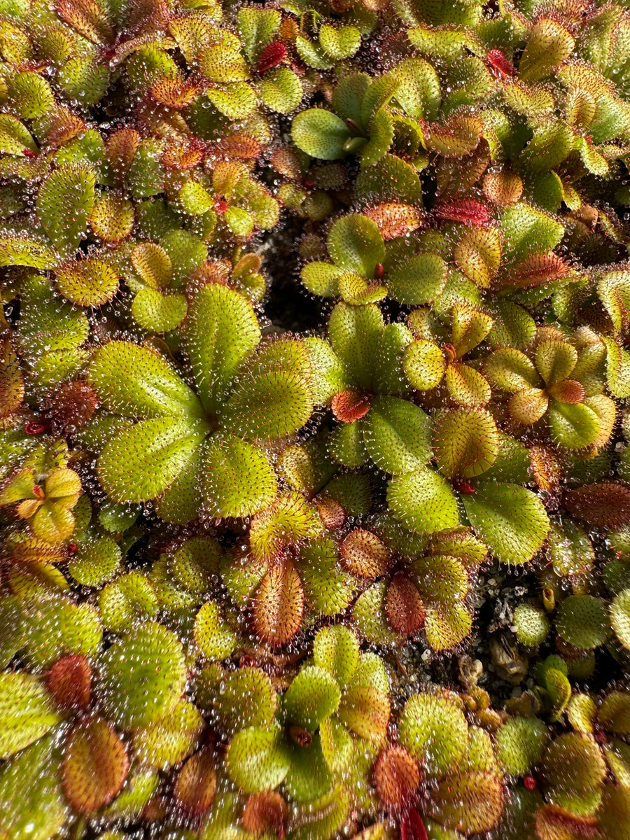 Winter Growing Sundews (Drosera) – California Carnivores