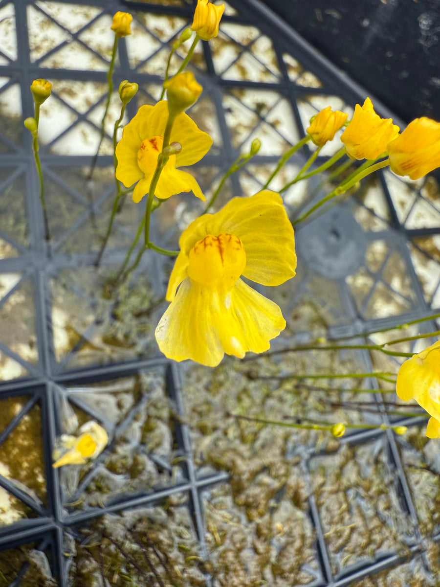 Beginner's Plants – California Carnivores