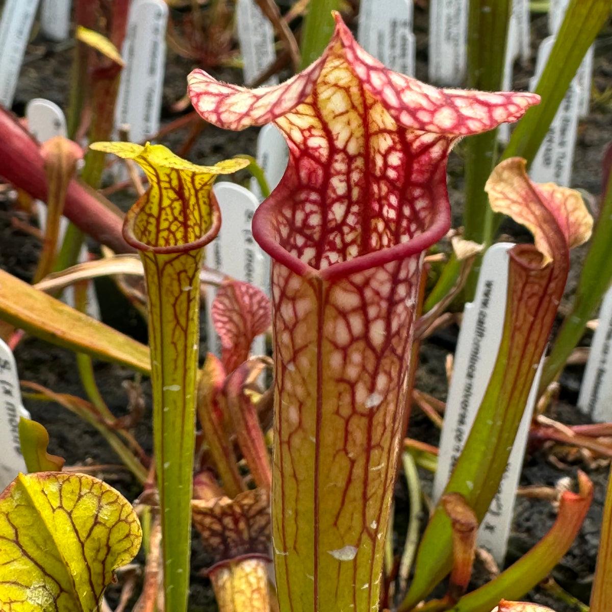 Sarracenia ( x moorei “Yellow River” ) x ( x ‘Saurus’ ) Potted ...