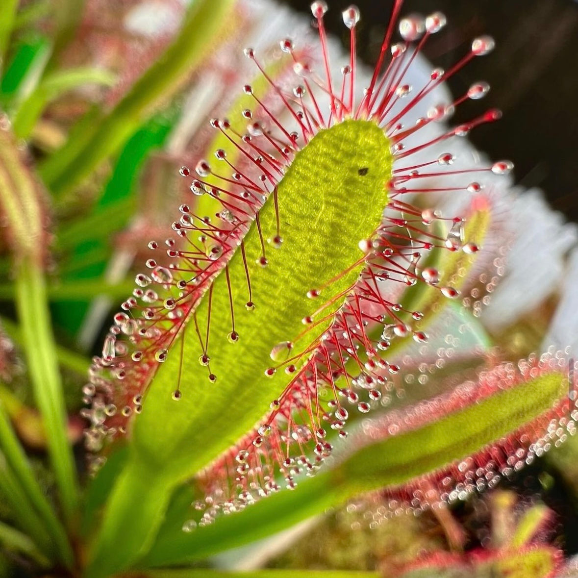 Drosera Sherwin Williams Discovering The Beauty Of Drosera Adelae On