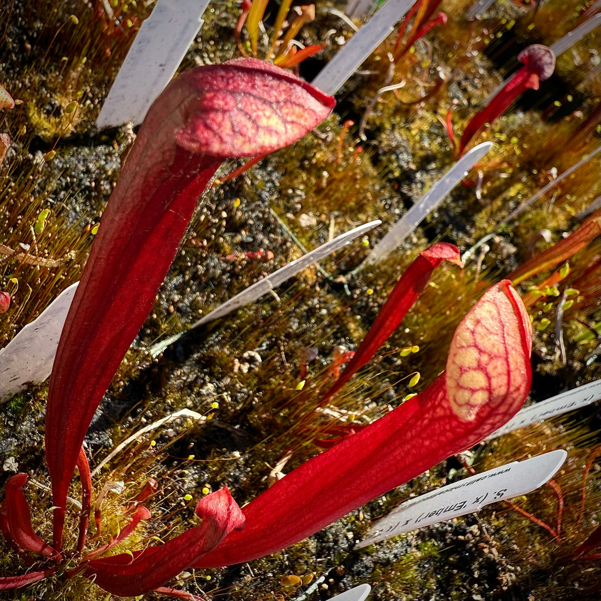Sarracenia ( x ‘Ember’ ) x ( x ‘Saurus’ ) Potted – California Carnivores
