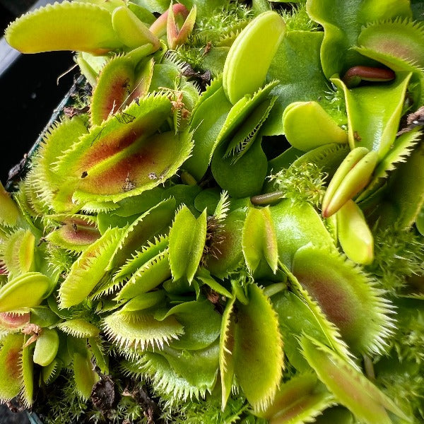 Seed Pack Dionaea m. “001 New Dente” (12 seeds/pack) – California ...