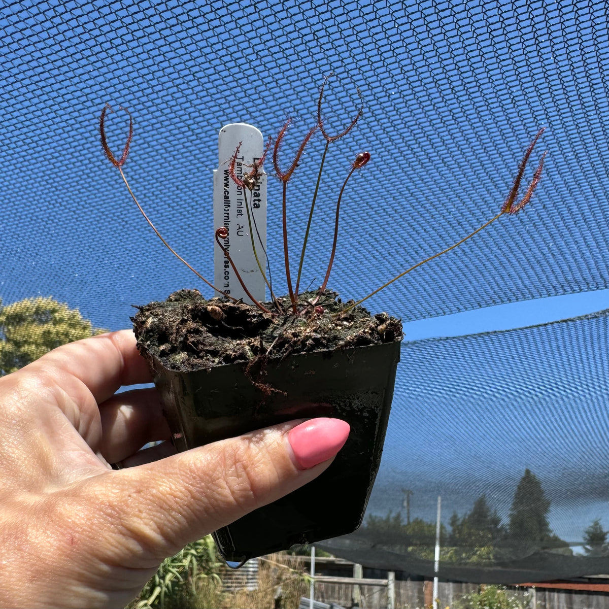 Drosera binata Sundew – California Carnivores