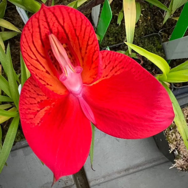 Disa uniflora “red flower” Potted – California Carnivores