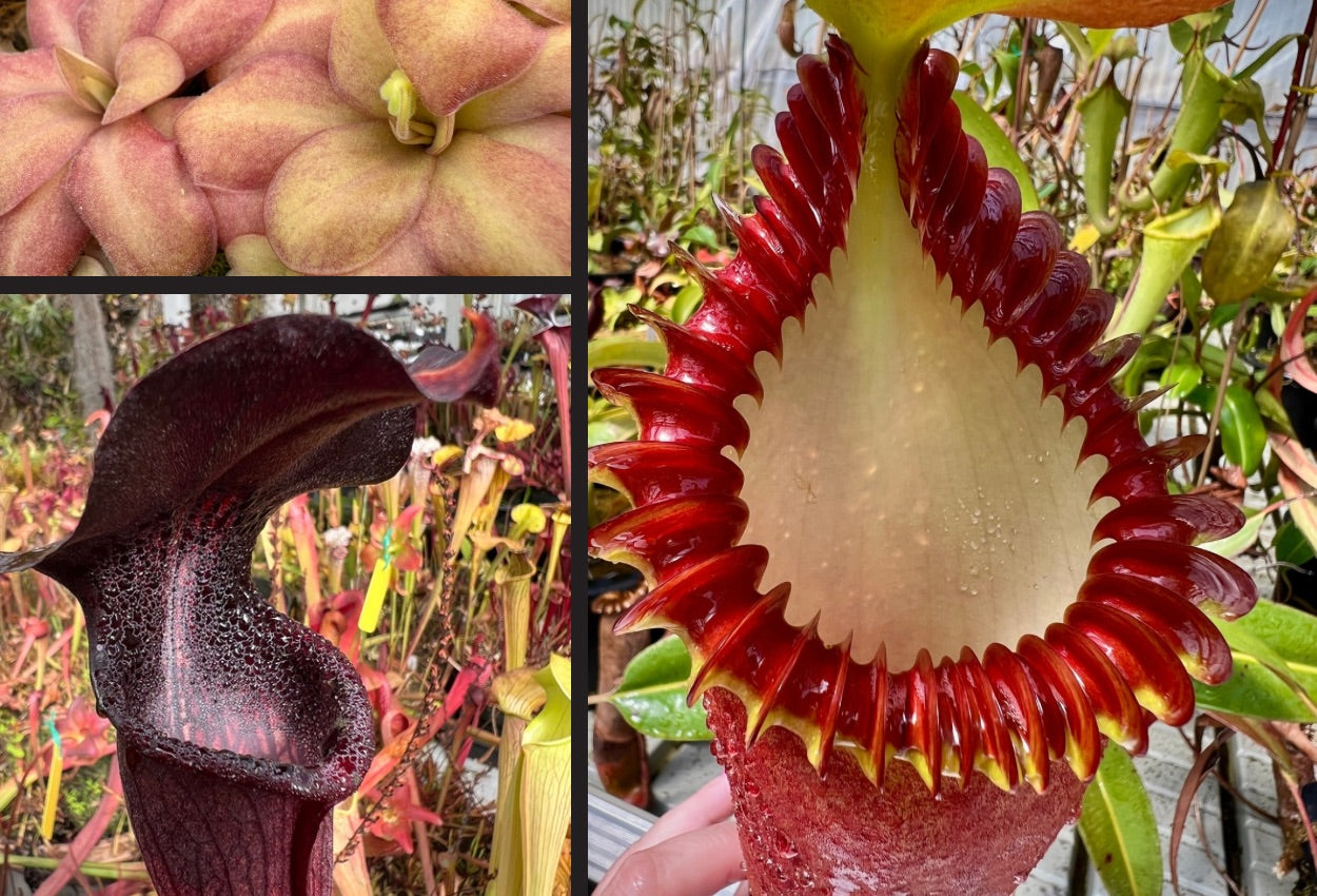 Carnivorous Plants Growing Inside