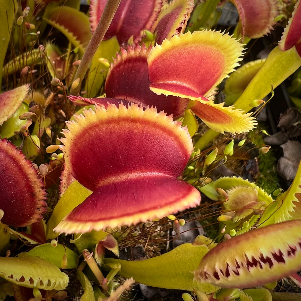 Seed Pack Dionaea m. “Carniplants 007” (12 seeds/pack) – California ...