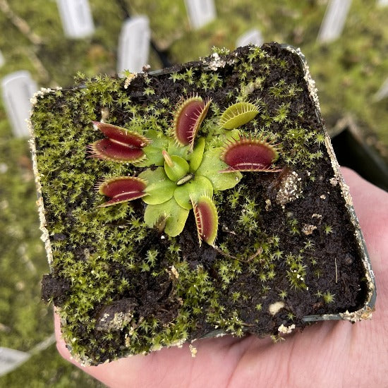 Venus Flytraps (Dionaea muscipula) Potted – California Carnivores