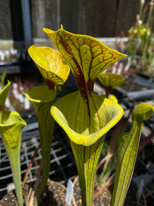 Sarracenia flava v. ornata "Bulloch, Co Damon's Clone" Potted – California Carnivores