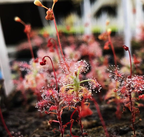 Pygmy Sundews (Drosera) – California Carnivores