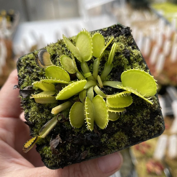 Seed Pack Dionaea m. Harmony (12 seeds/pack) – California Carnivores